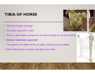 Tibia of the animals cow, horse and dog book | PDF