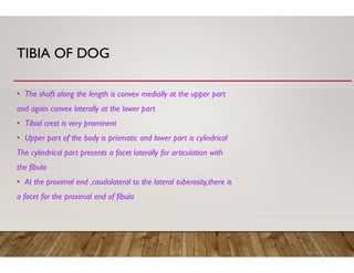 Tibia of the animals cow, horse and dog book | PDF