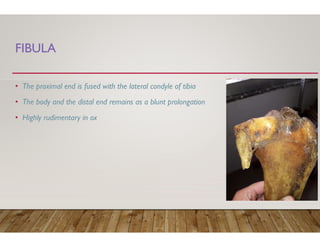 Tibia of the animals cow, horse and dog book | PDF