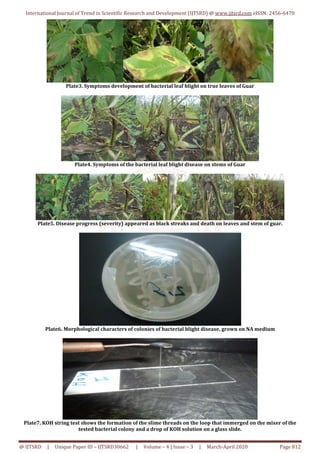 Identification and Evaluation of Bacterial Blight Occurrence on Guar ...