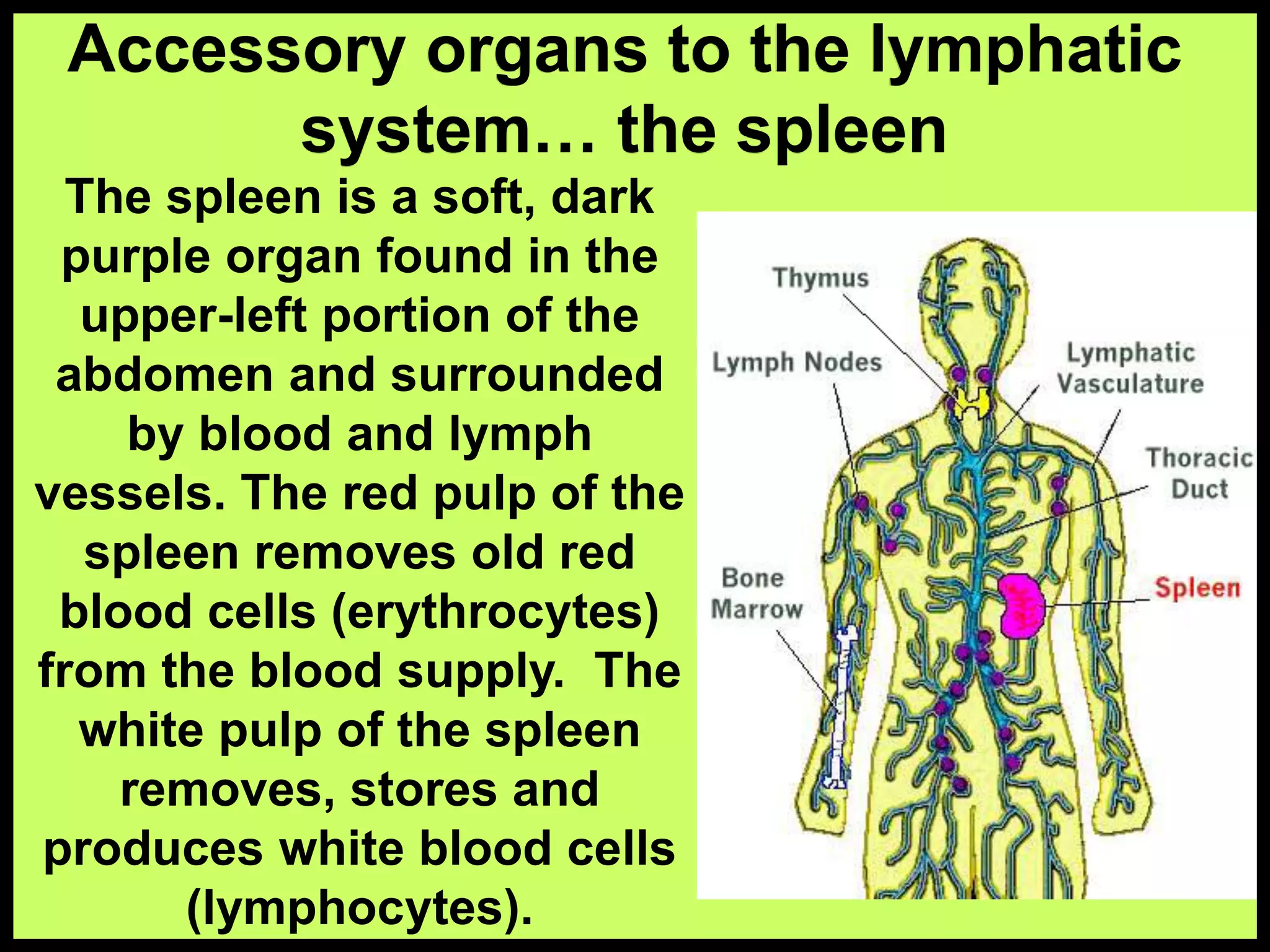 Anatomy-Blood-Lymphatic-System.ppt