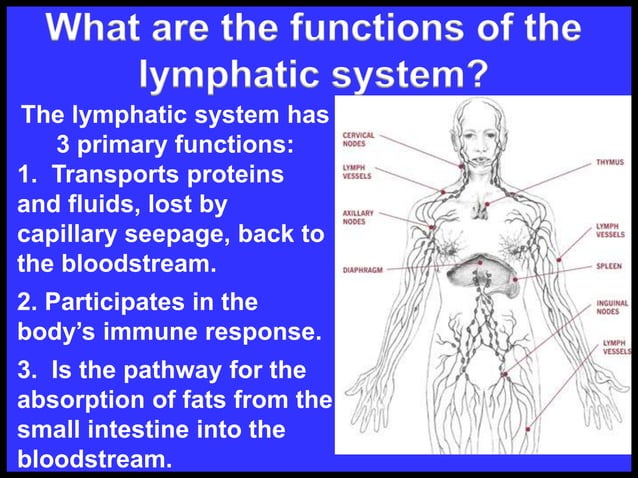 Anatomy-Blood-Lymphatic-System.ppt