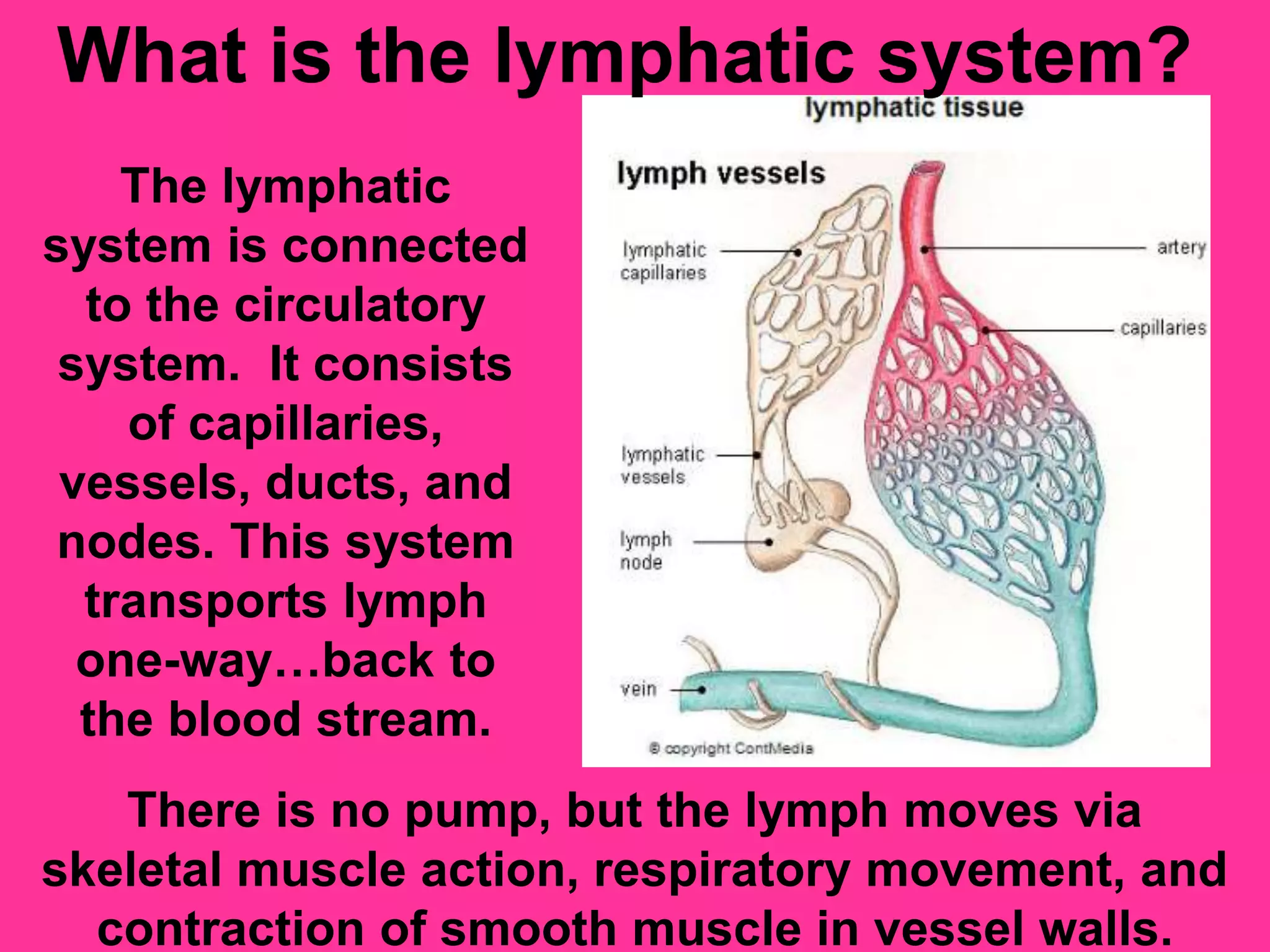 169-Anatomy-Blood-Lymphatic-System.ppt