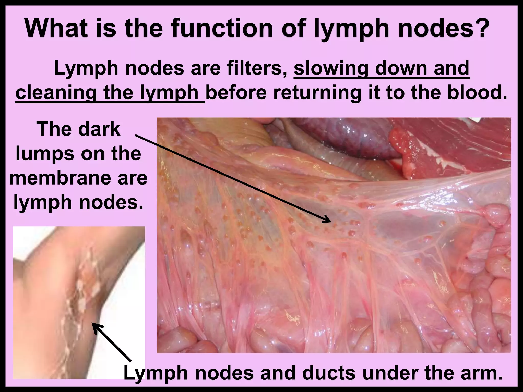 169-Anatomy-Blood-Lymphatic-System.ppt