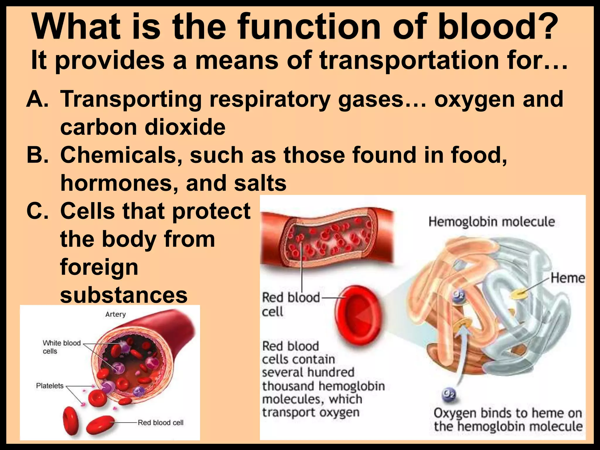 169-Anatomy-Blood-Lymphatic-System.ppt