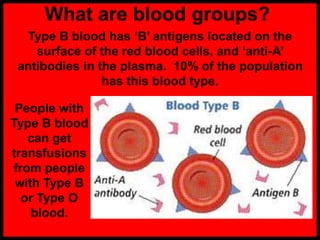 169-Anatomy-Blood-Lymphatic-System.ppt
