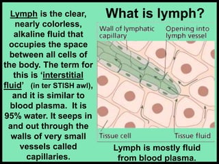169-Anatomy-Blood-Lymphatic-System.ppt | Free Download