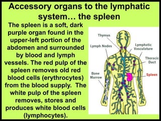 169-Anatomy-Blood-Lymphatic-System.ppt
