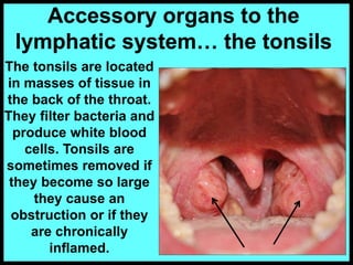 169-Anatomy-Blood-Lymphatic-System.ppt | Free Download