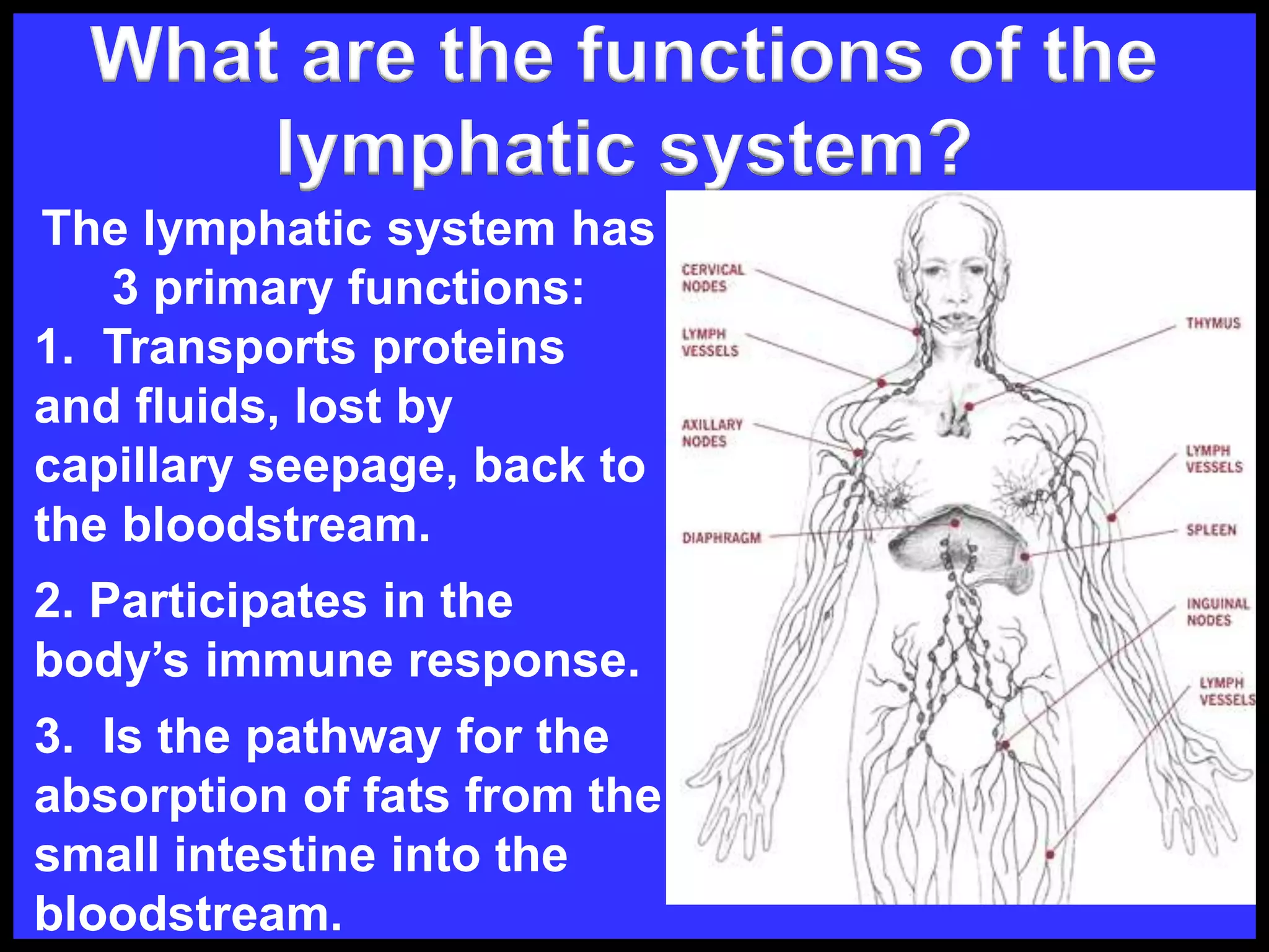 169-Anatomy-Blood-Lymphatic-System.ppt