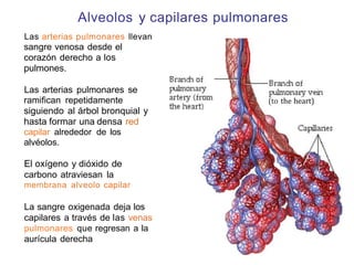 Respiratorio fisiopatologia de patologias | PPTX