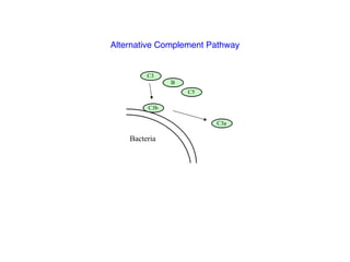 Complement system in human body immunity | PPT