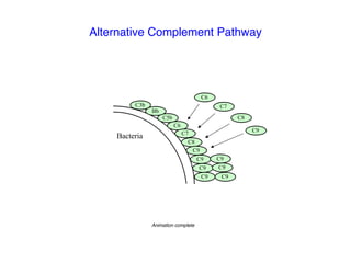Complement system in human body immunity | PPT