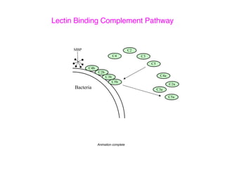Complement system in human body immunity | PPT