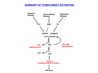 Complement system in human body immunity | PPT