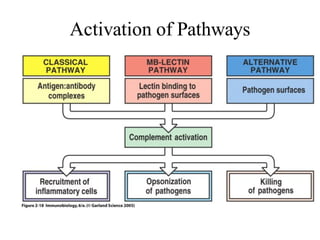 Complement system in human body immunity | PDF