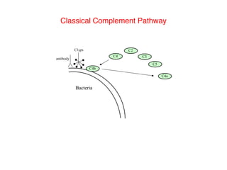 Complement system in human body immunity | PPT