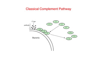 Complement system in human body immunity | PPT