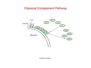 Complement system in human body immunity | PPT
