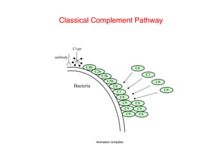 Complement system in human body immunity | PPT