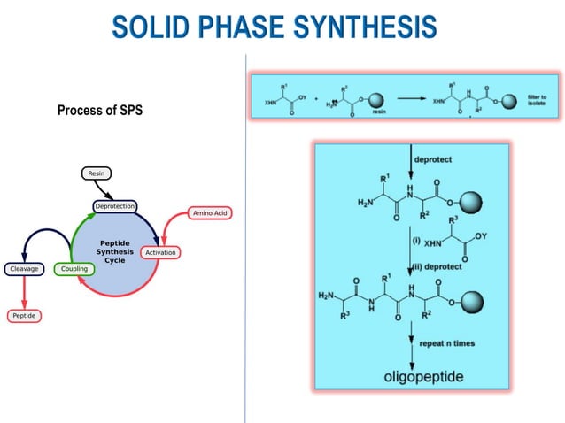 Side Reactions in Peptide Synthesis: Solution and Solid phase synthesis | PDF