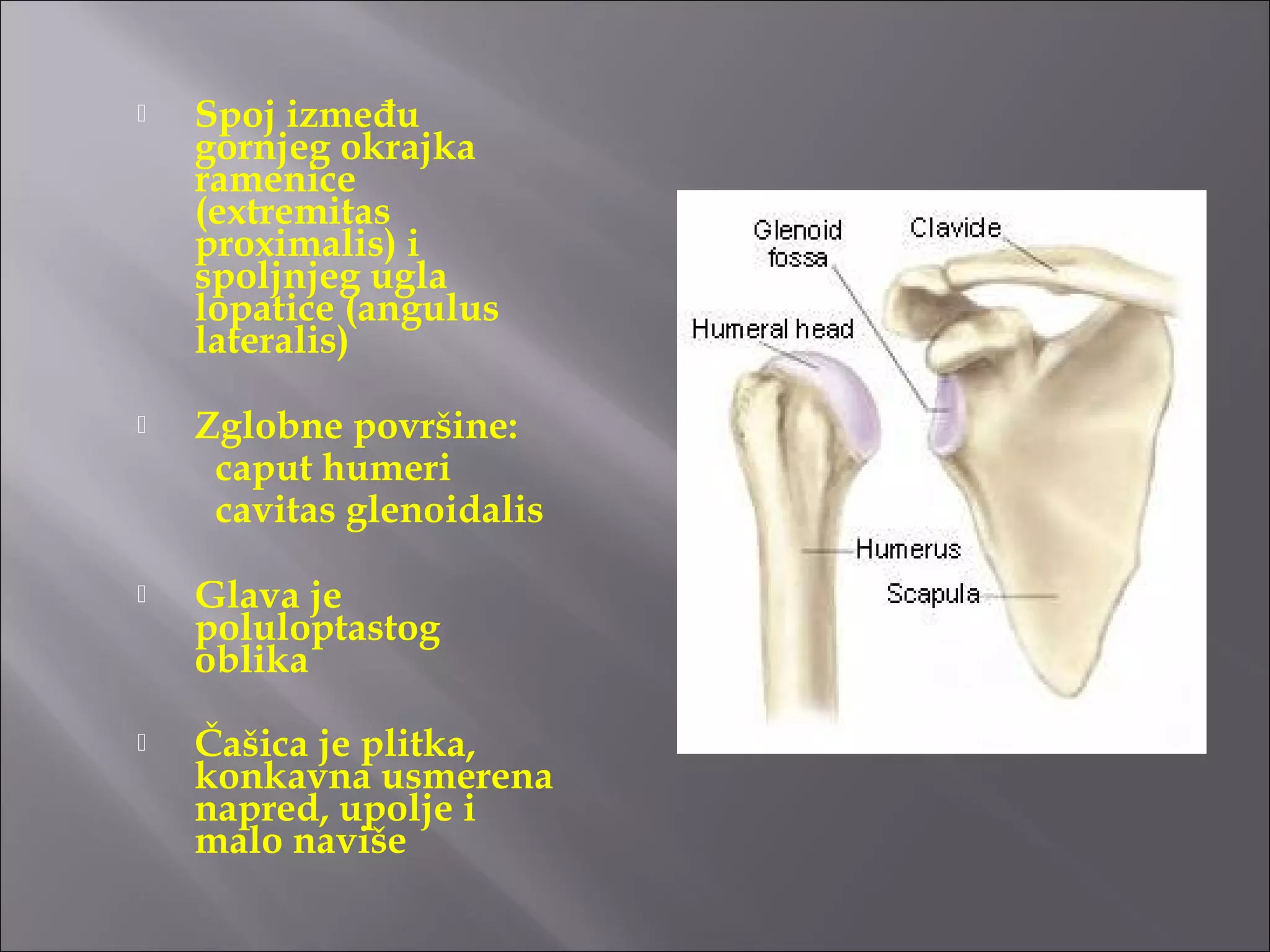 2. ZGLOB RAMENA | PPT