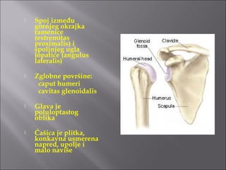 2. ZGLOB RAMENA | PPT