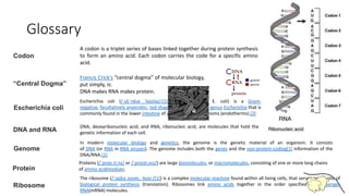 Genome Sequencing - Ahmadrezarafati 1395-01-30 | PPT