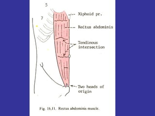 Tendinous Intersection