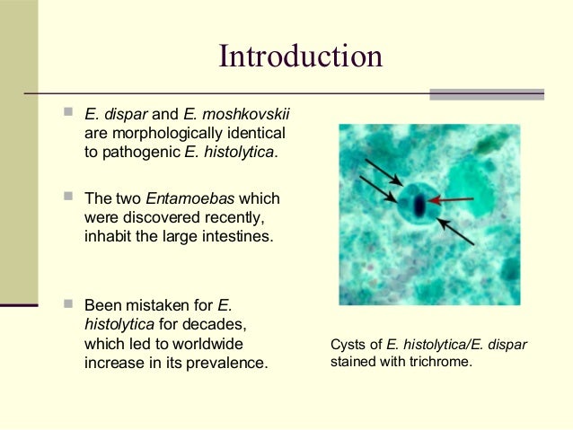 Differential Detection of Entamoeba dispar and Entamoeba moshkovskii