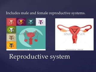 16 body systems part5 | PPT