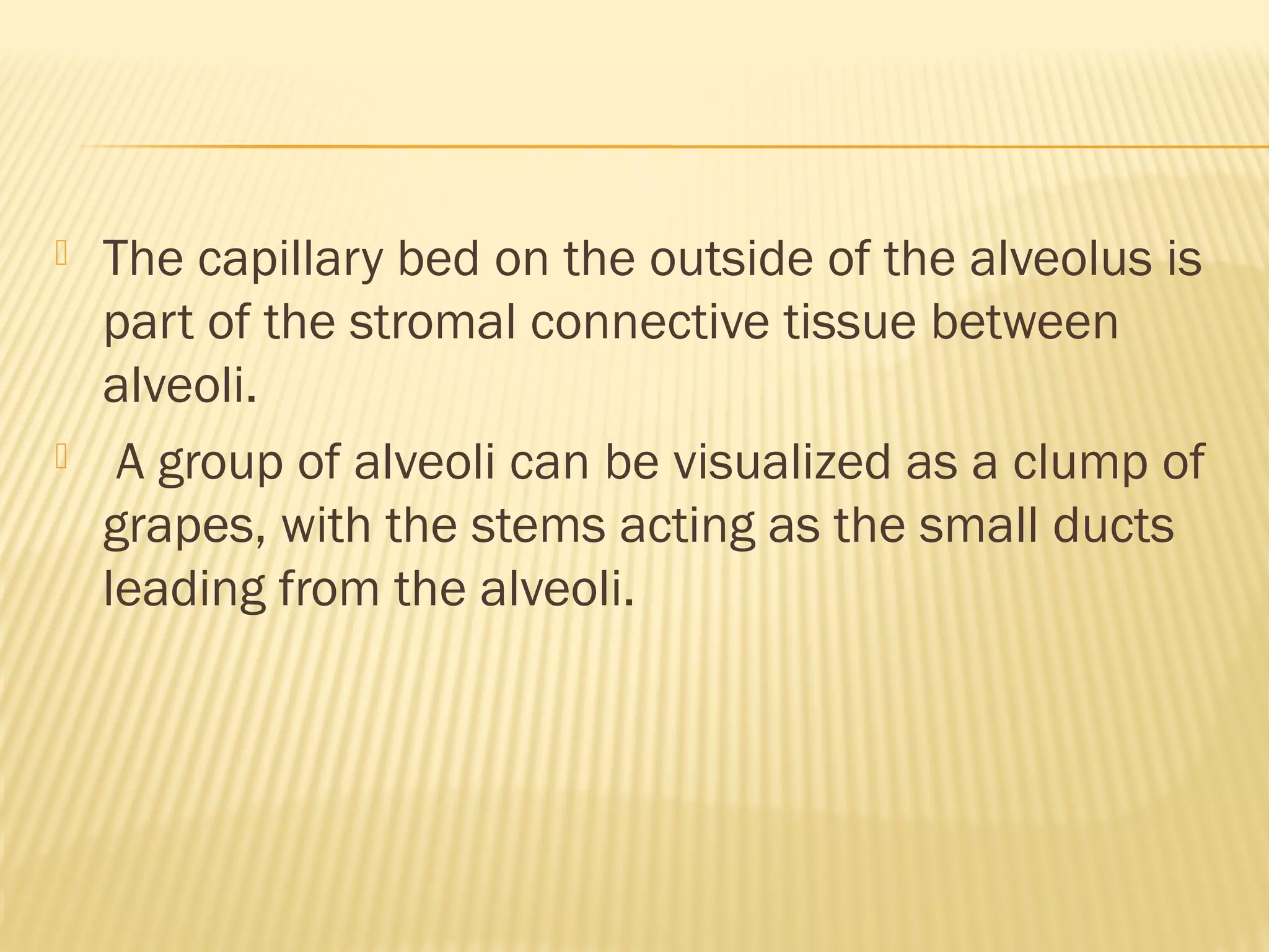 16 bovine mammary glands complete | PPT