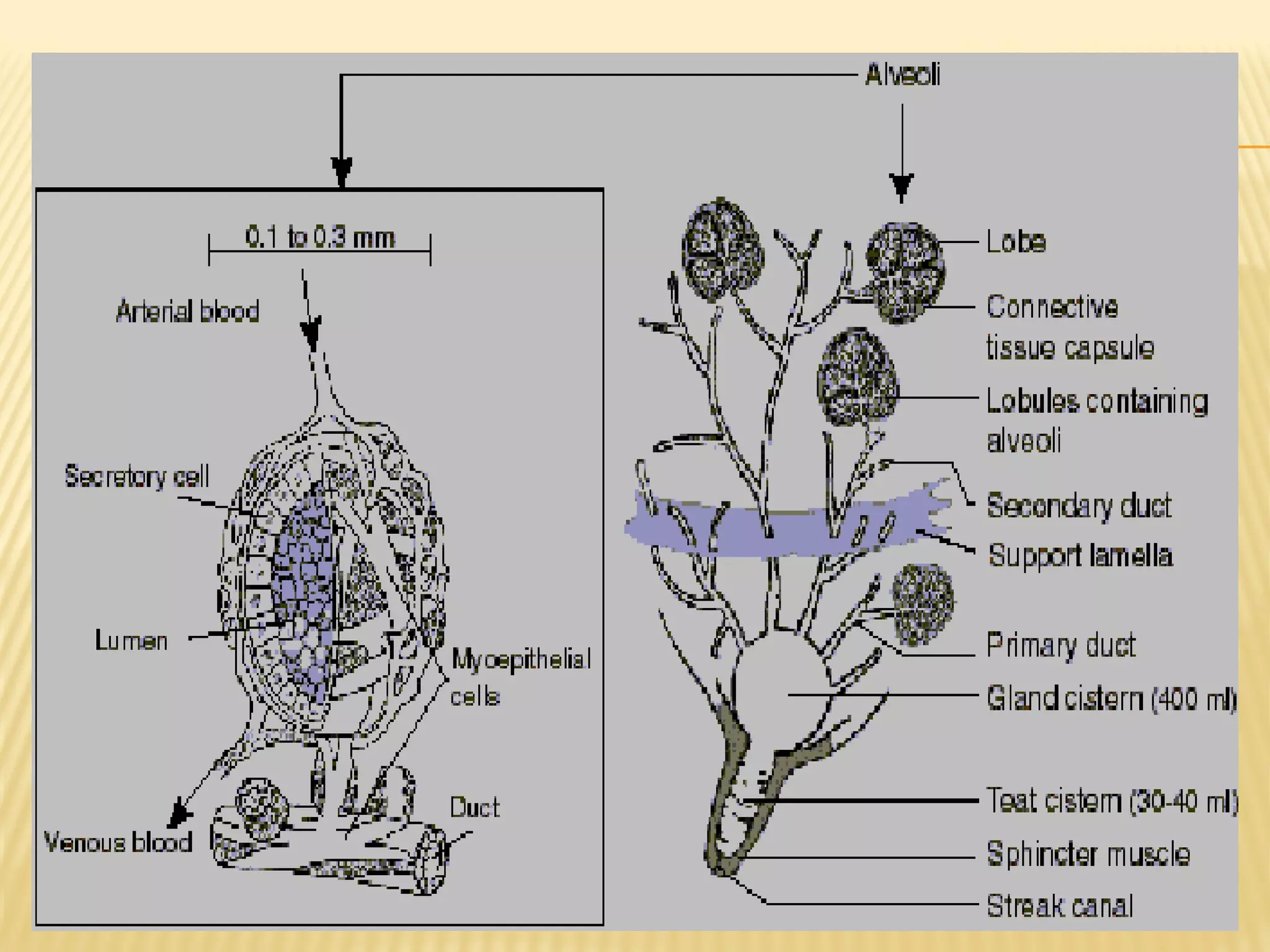 16 bovine mammary glands complete | PPT