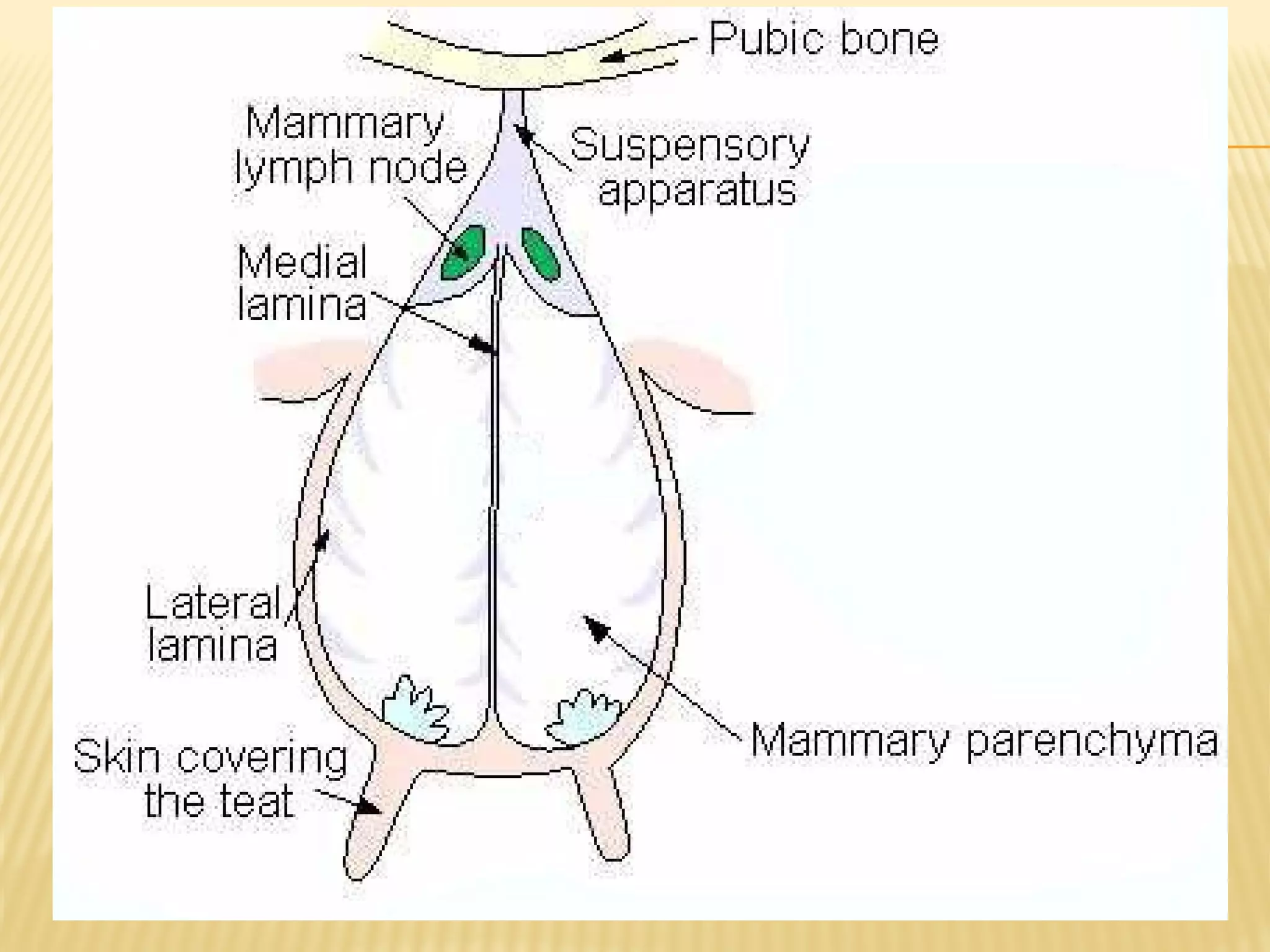 16 bovine mammary glands complete | PPT