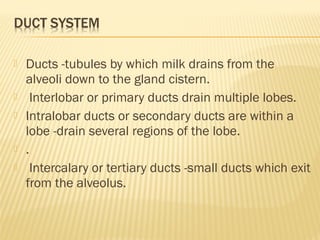 16 bovine mammary glands complete | PPT