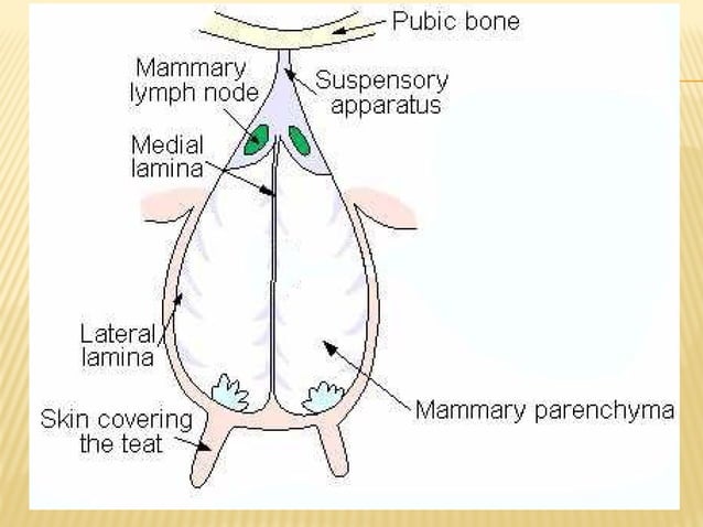 16 bovine mammary glands complete | PPT | Biological Sciences | Science