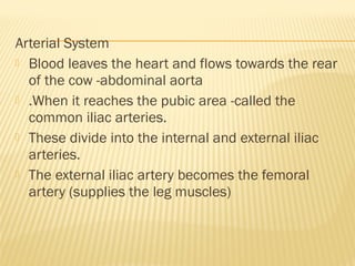 16 bovine mammary glands complete | PPT