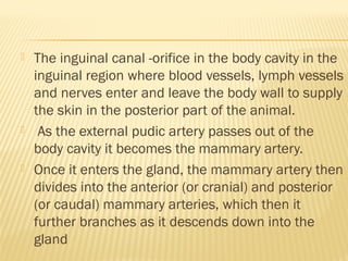 16 bovine mammary glands complete | PPT