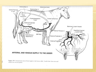 Mammary Gland Anatomy Of Cow