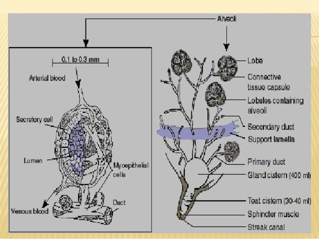 16 bovine mammary glands complete