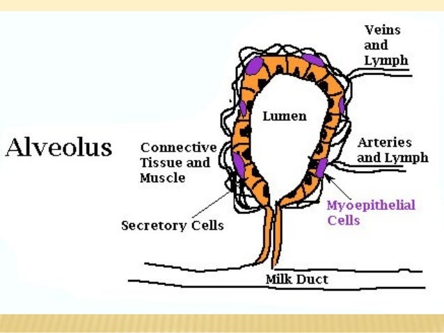 Anatomy Of Mammary Gland Of Cow Mammary Gland | Structure, Function