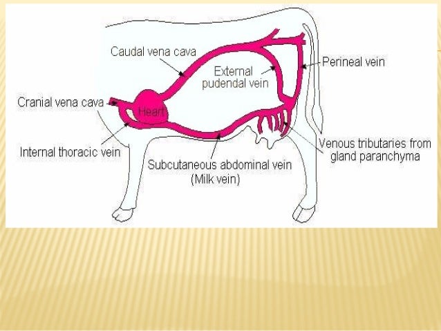 Anatomy Of Mammary Gland Of Cow Mammary Gland | Structure, Function