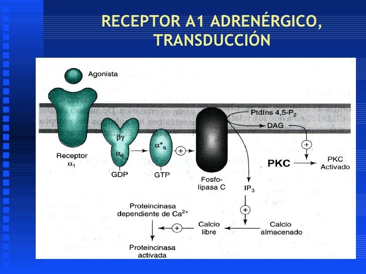 FARMACOLOGÍA ADRENERGICOS