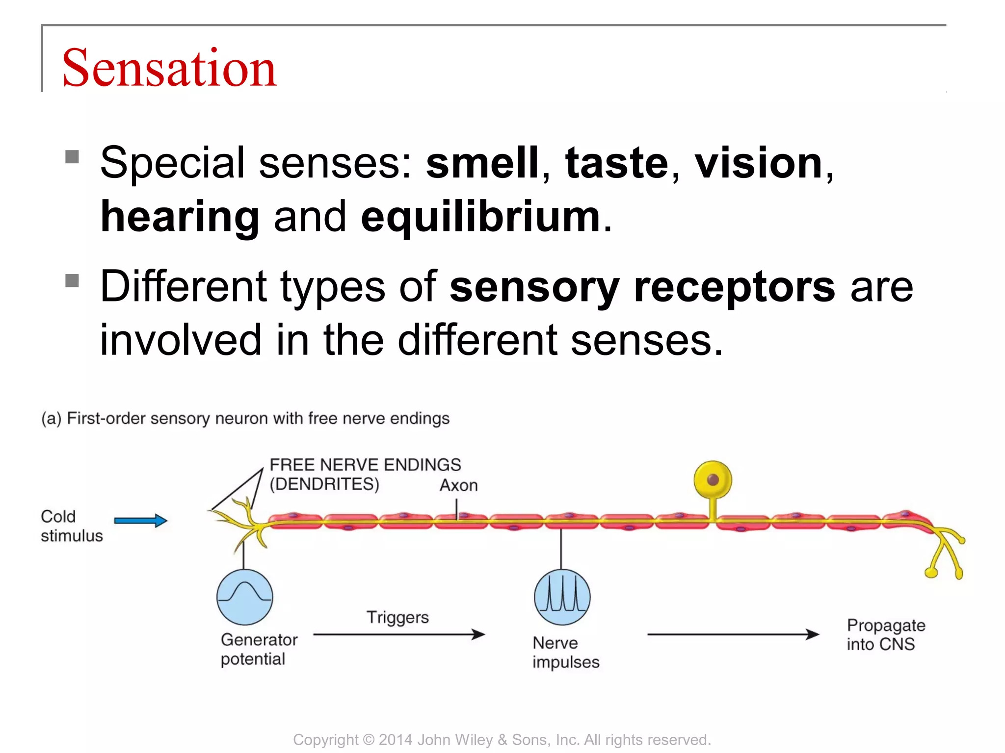 16 [chapter 16 sensory, motor, and integrative systems] | PPT