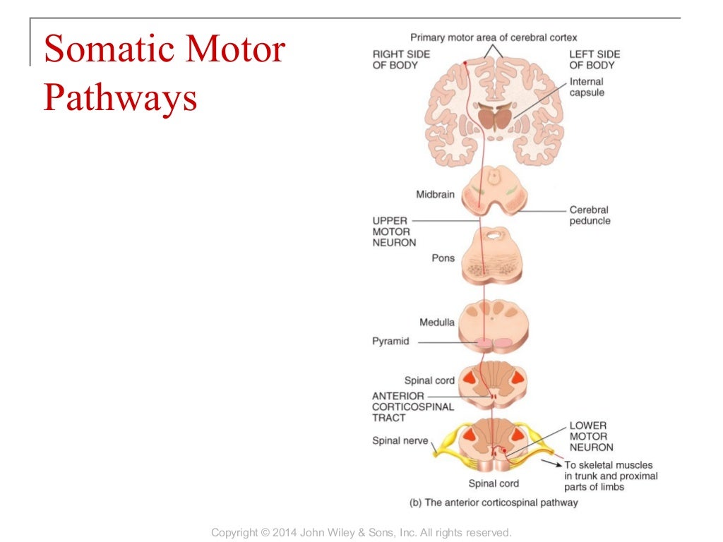 16 [chapter 16 sensory, motor, and integrative systems]
