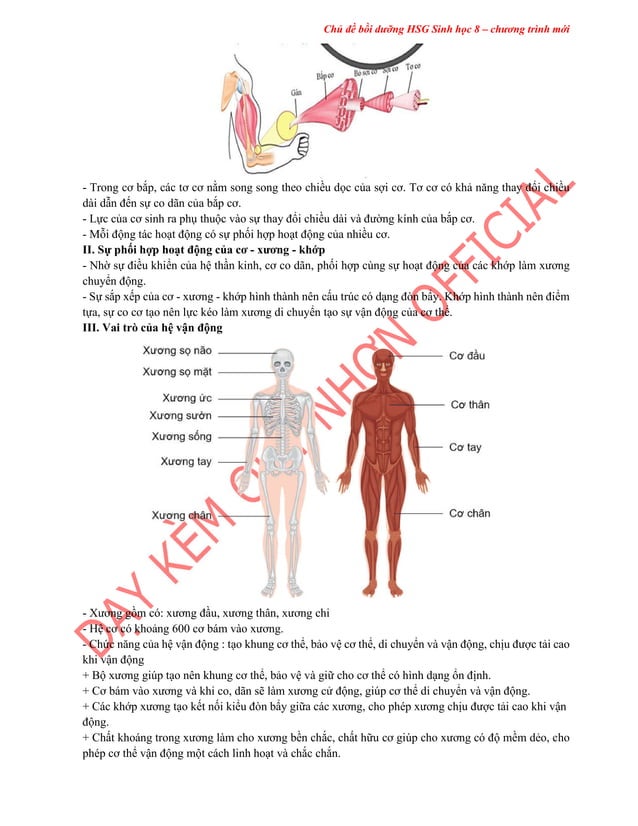 16 CHUYÊN ĐỀ BỒI DƯỠNG HỌC SINH GIỎI KHOA HỌC TỰ NHIÊN 8 CHƯƠNG TRÌNH MỚI - PHẦN SINH HỌC (CÓ ...