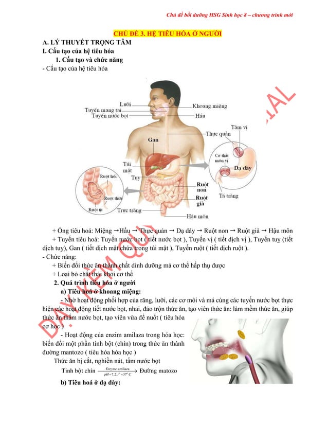 16 CHUYÊN ĐỀ BỒI DƯỠNG HỌC SINH GIỎI KHOA HỌC TỰ NHIÊN 8 CHƯƠNG TRÌNH MỚI - PHẦN SINH HỌC (CÓ ...