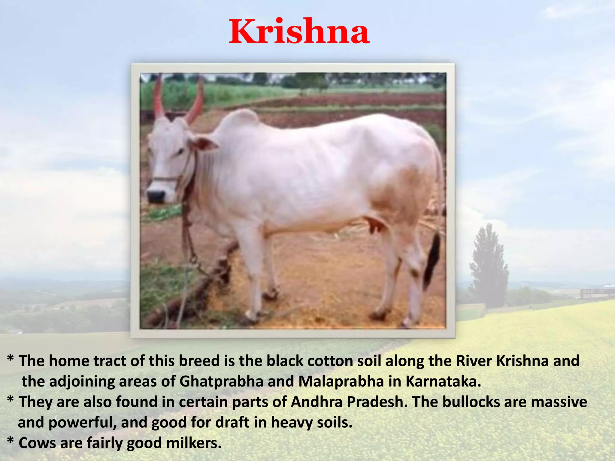 Cow breeds of India | PPTX