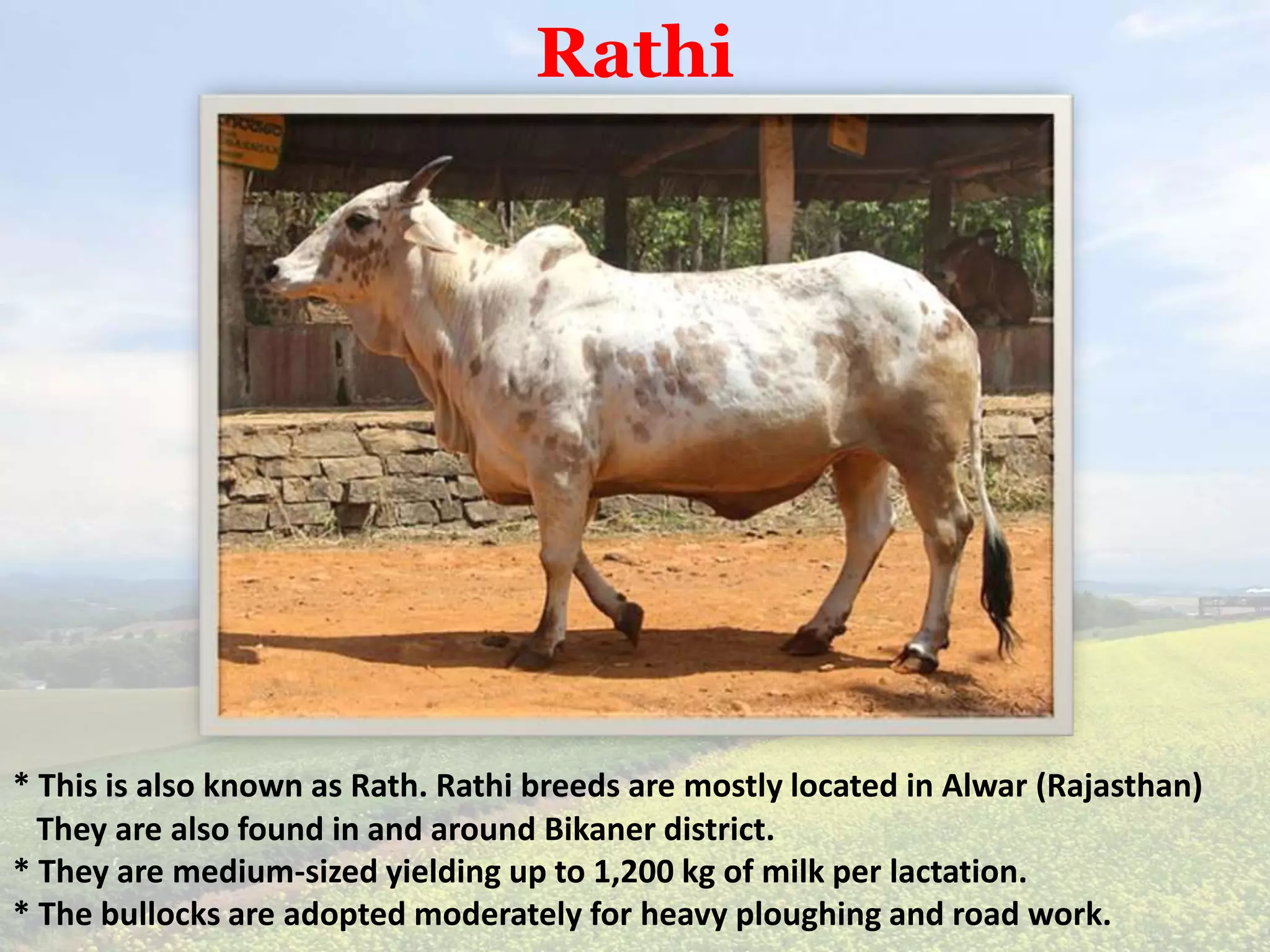 Cow breeds of India | PPTX