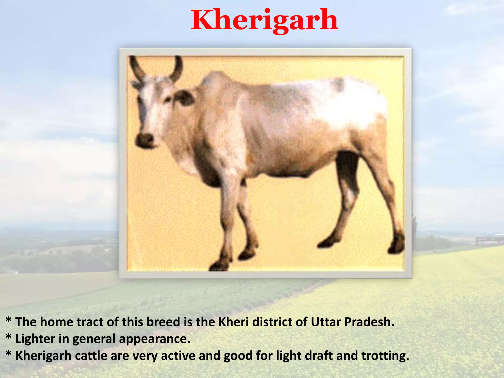 Cow breeds of India | PPTX